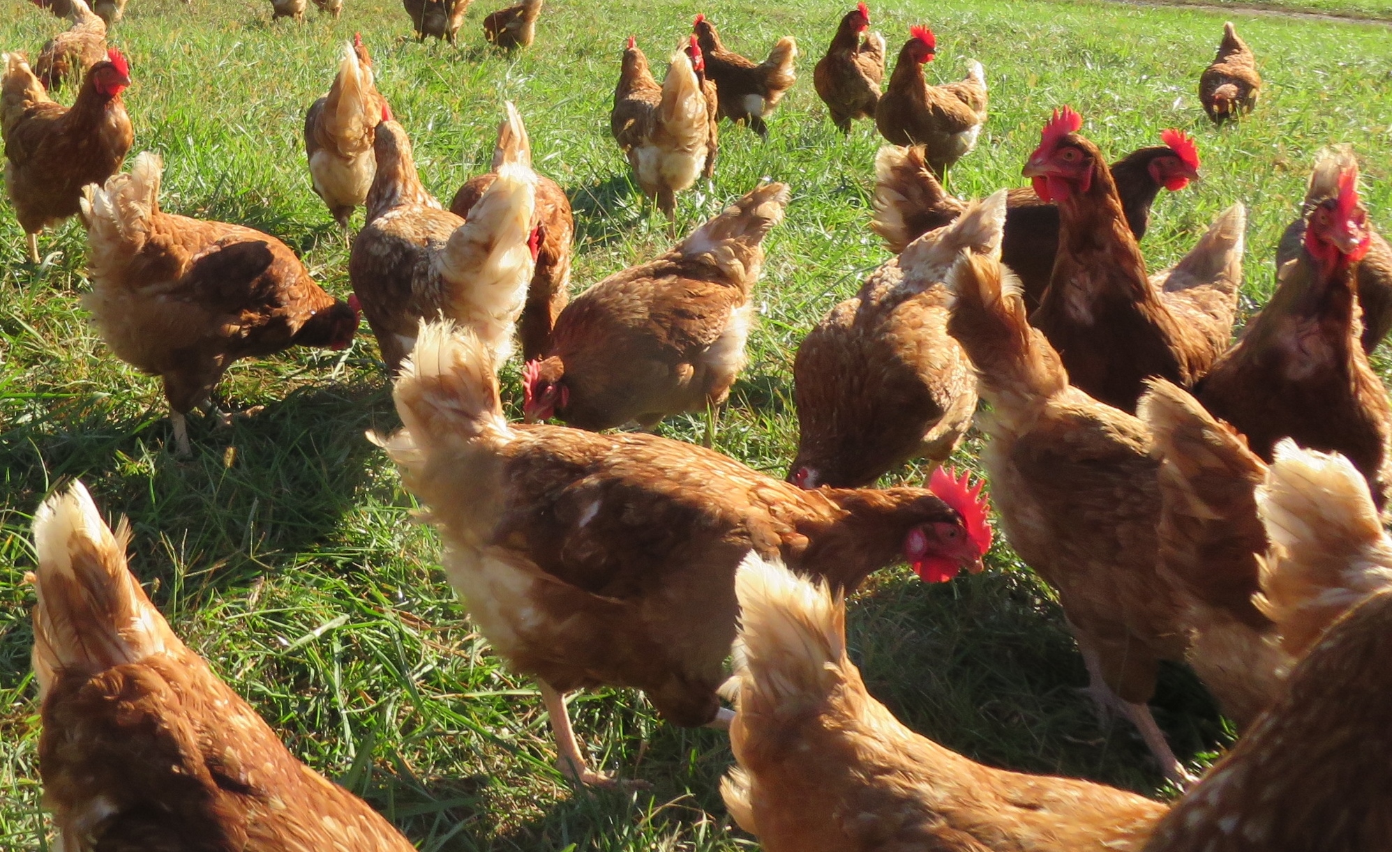 Photos – Jehovah-Jireh Farm